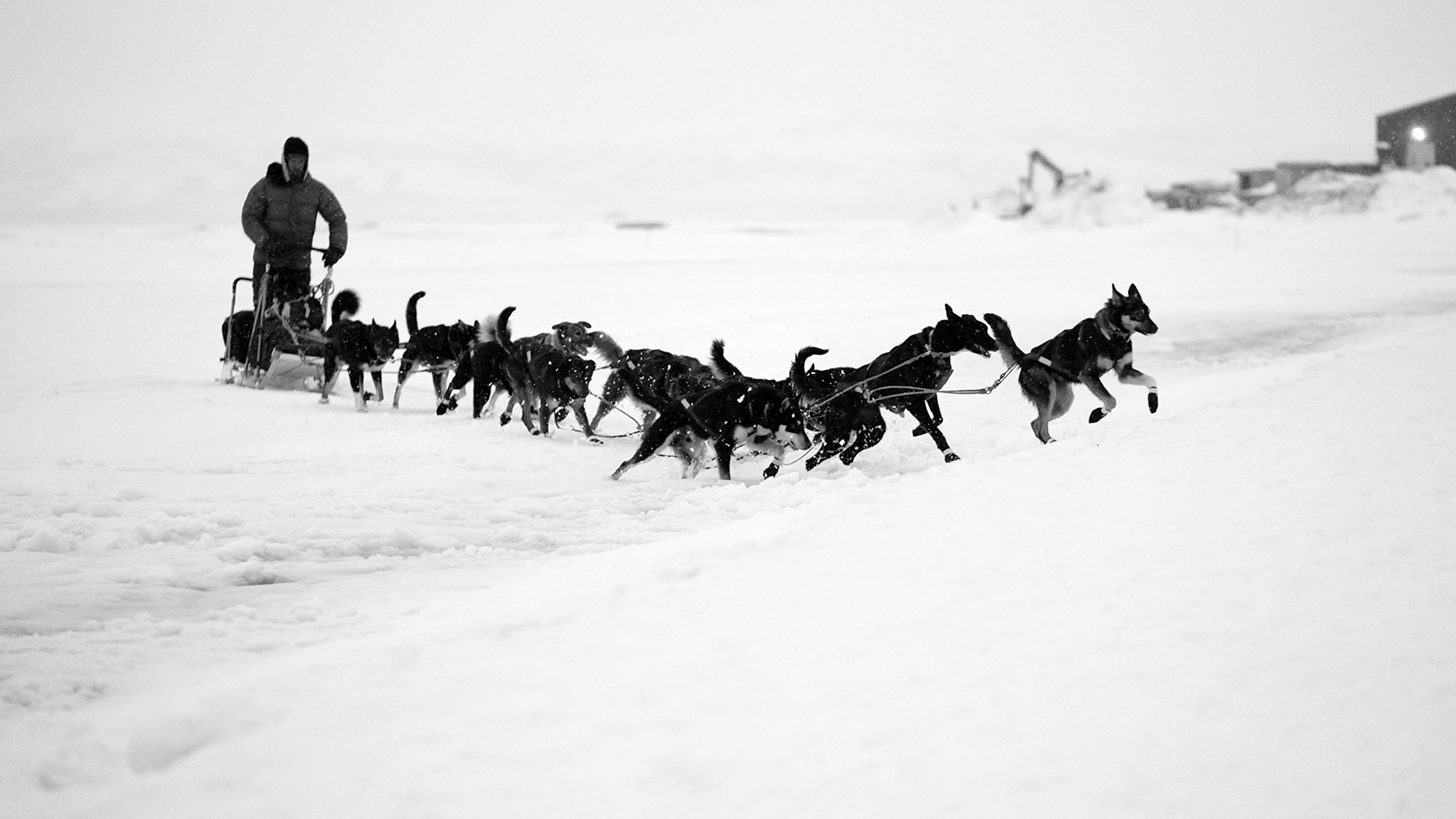 Jessie Holmes, Former Reality TV Star, Wins 2026 Iditarod Dog Sled Race ...