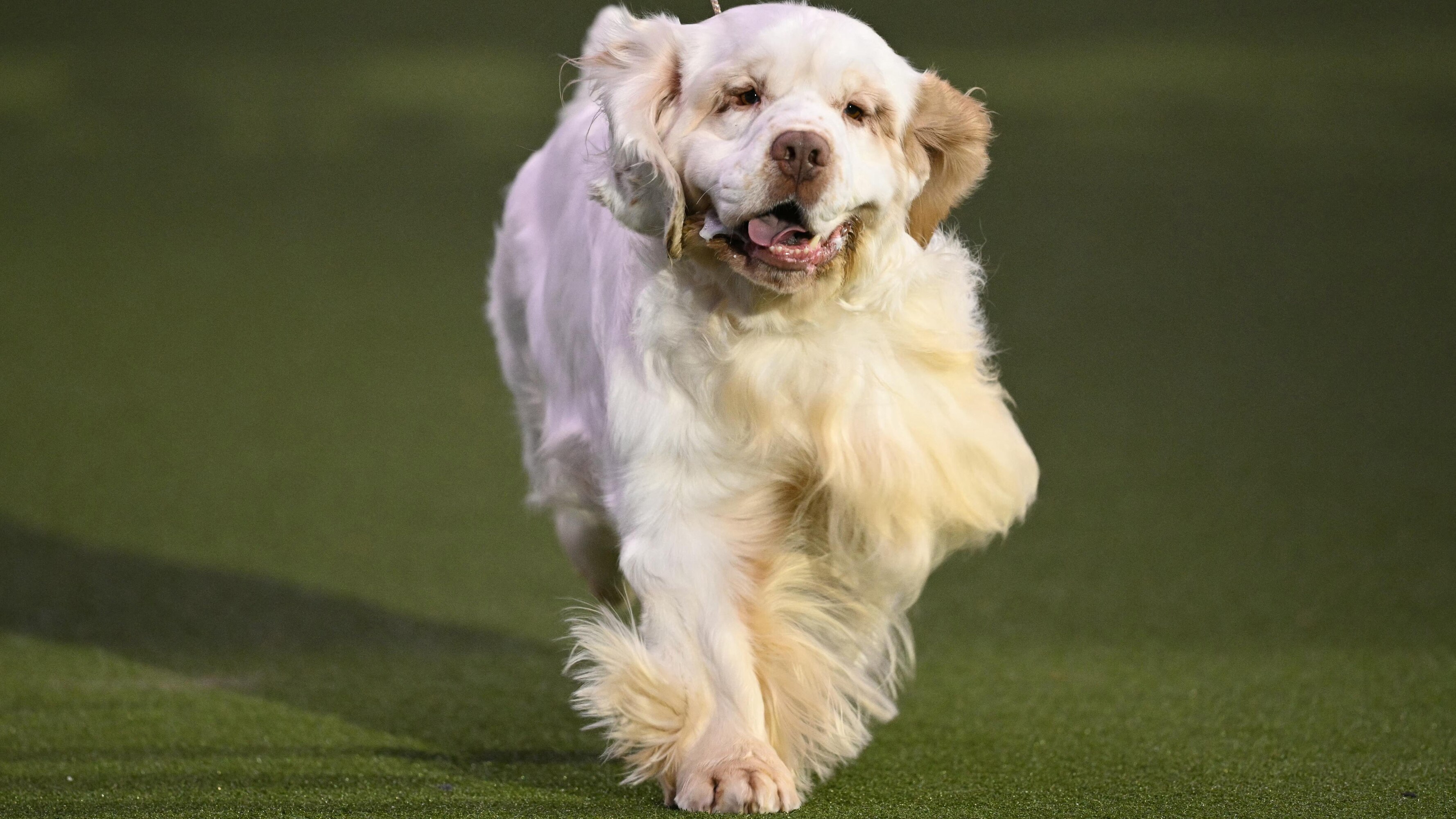 Crufts Dog Show 2026 Results, Final Winners, Top Photos and Reaction