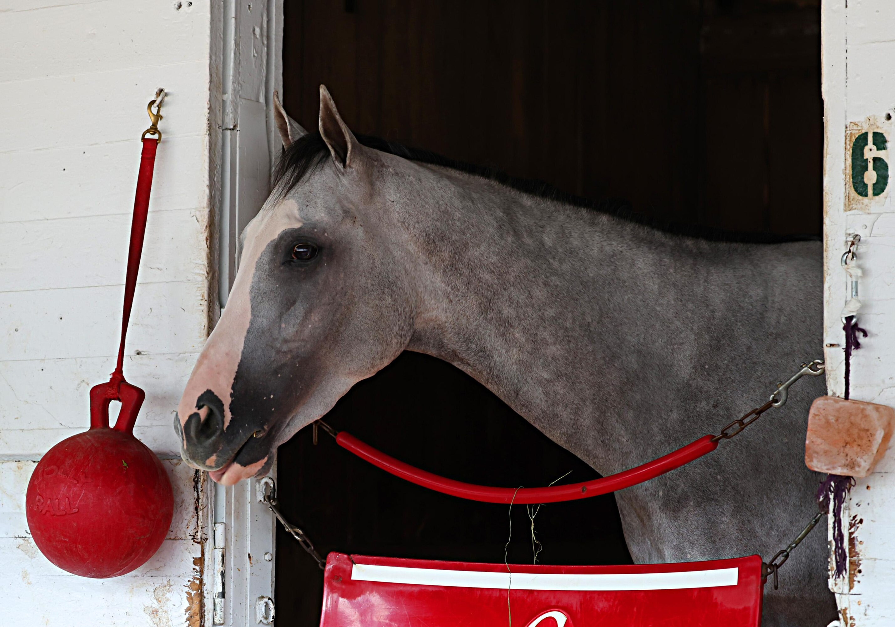 Preakness 2025 Post Positions Draw Start Time, Horses Lineup and More
