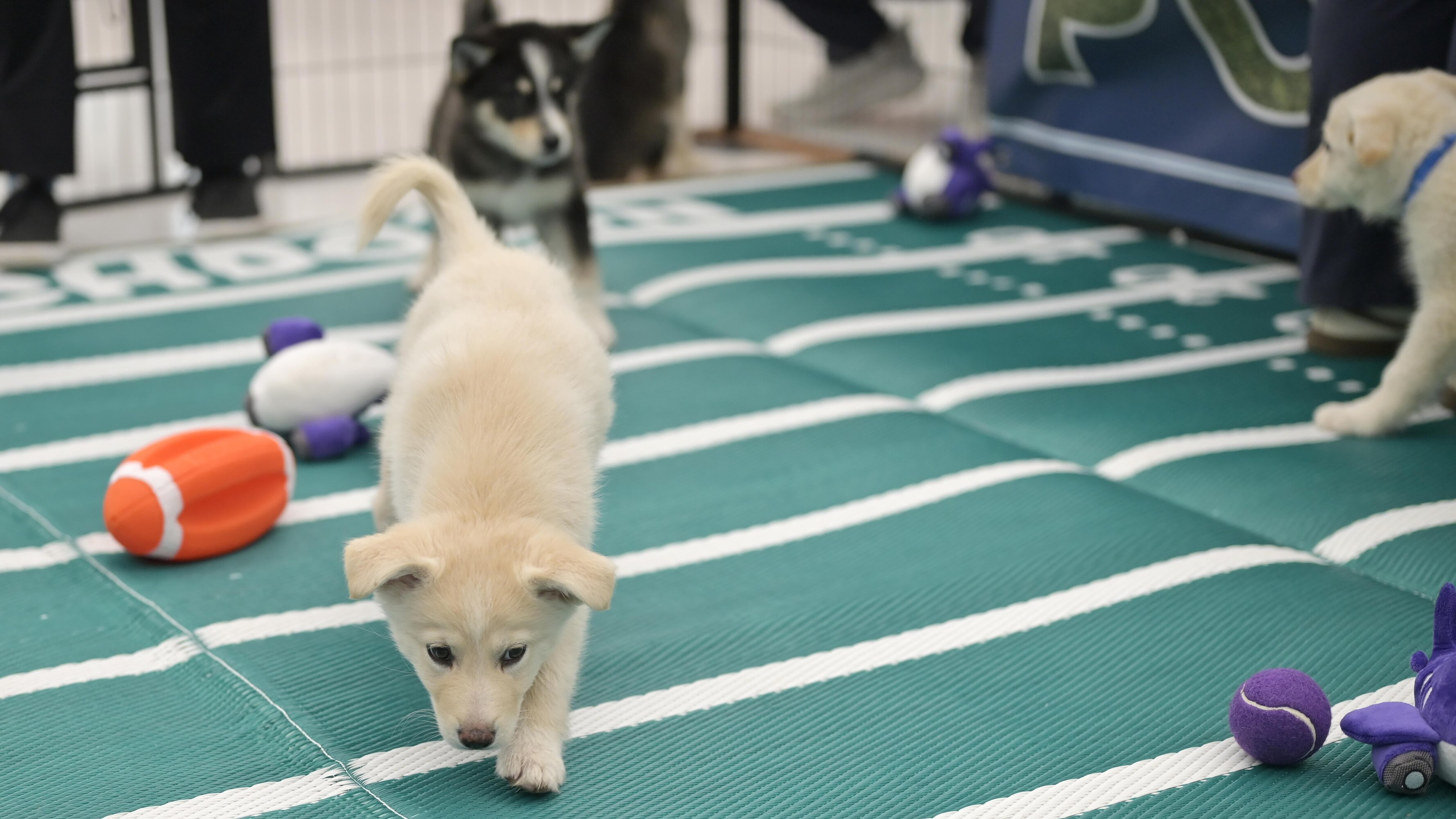 Puppy Bowl 2026 Recap, MVP, Highlights and Twitter Reaction
